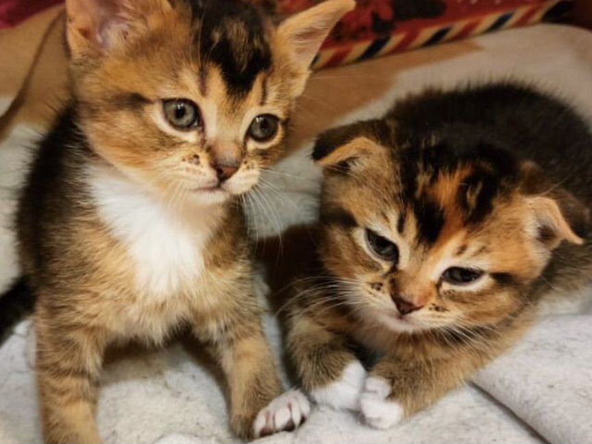 Кошка
