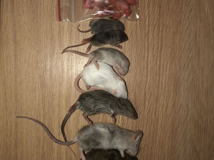 Кормовые мыши