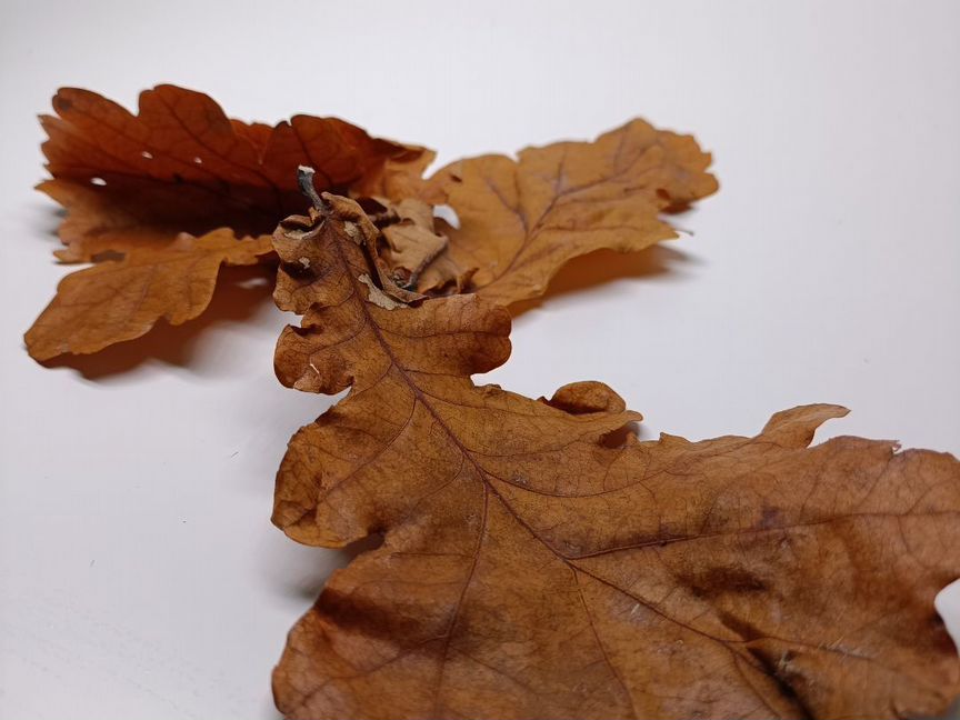 Дубовый опад