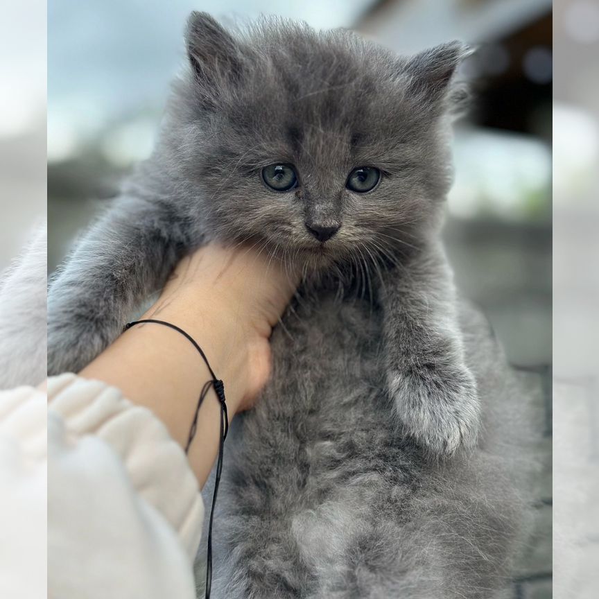 Котенок в добрые руки