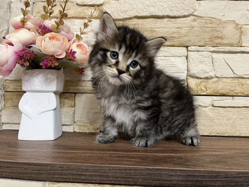 Курильский бобтейл котят