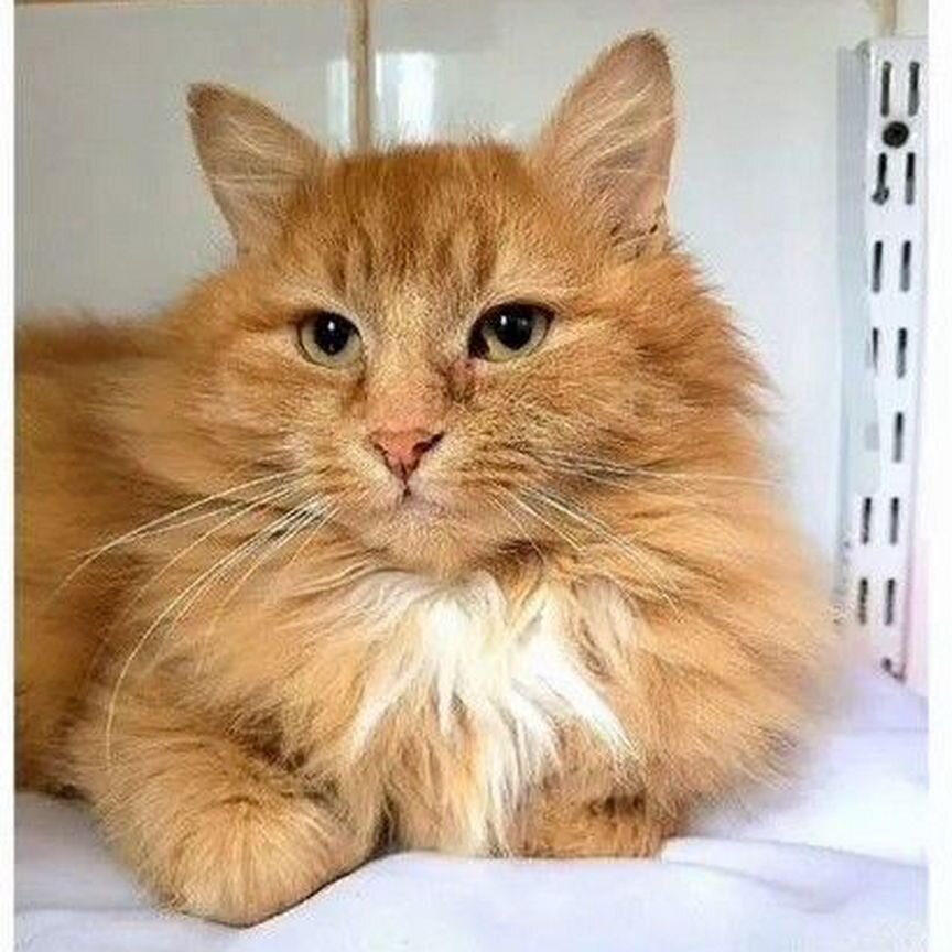 Никто не замечает красавицу Люсю