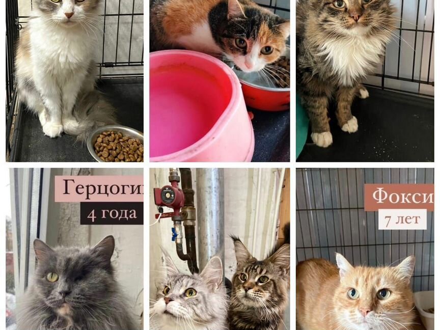 35 кошек из приюта сос приют закрывают