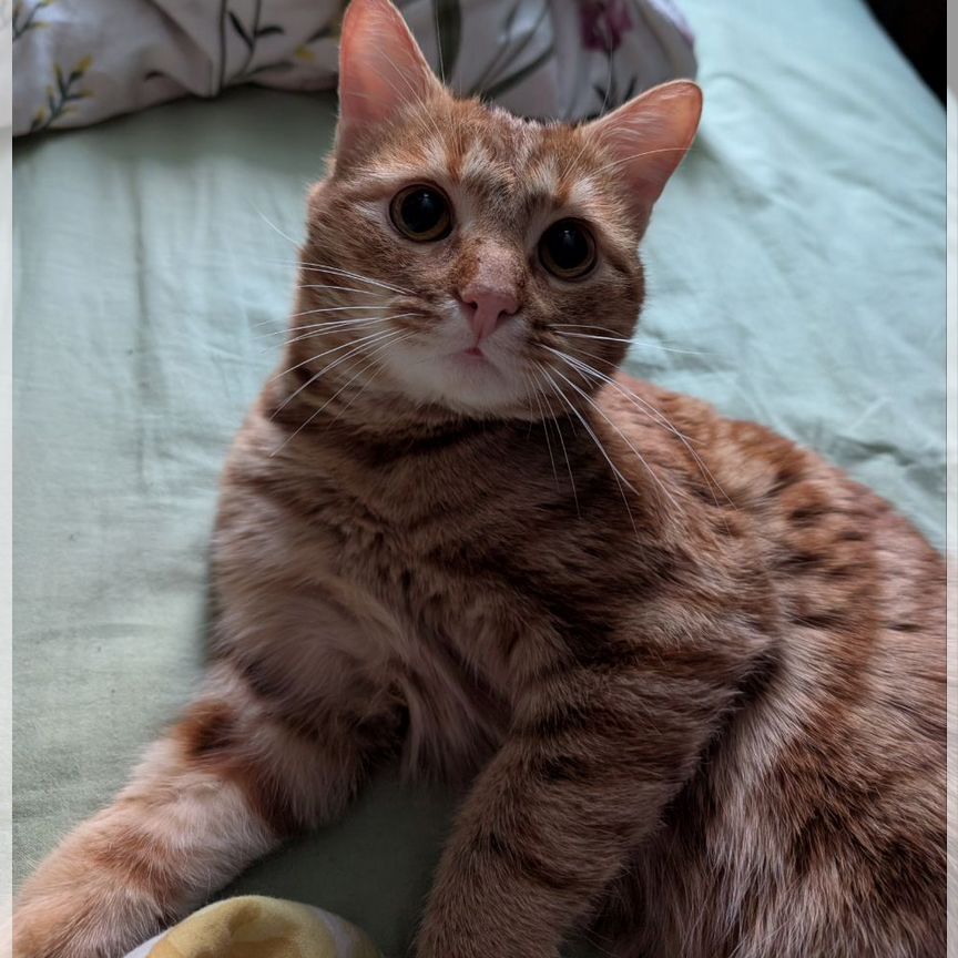 Взрослый кот в добрые руки