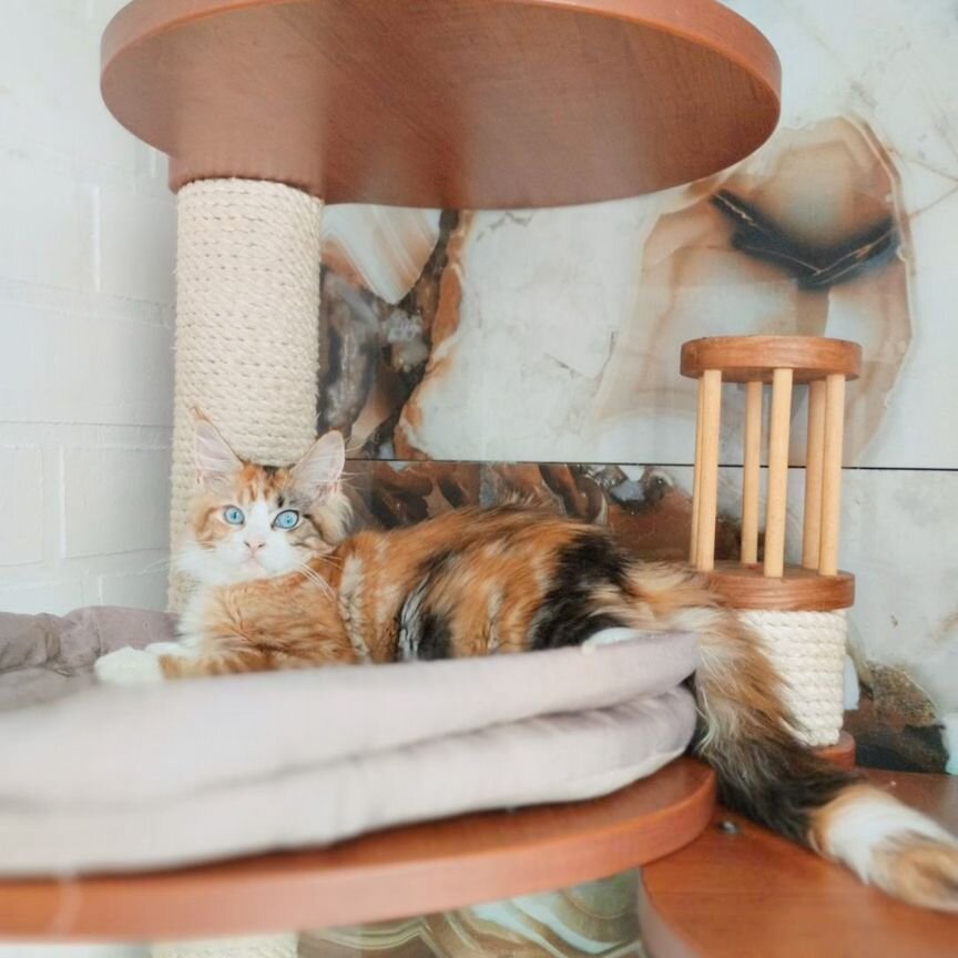 Котенок Мейн-кун с дгг