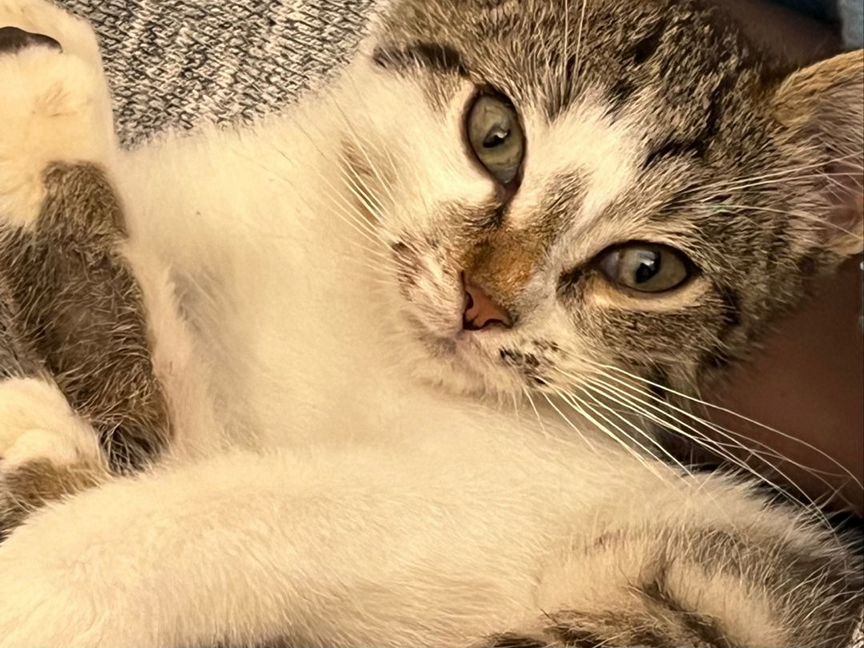 Котята