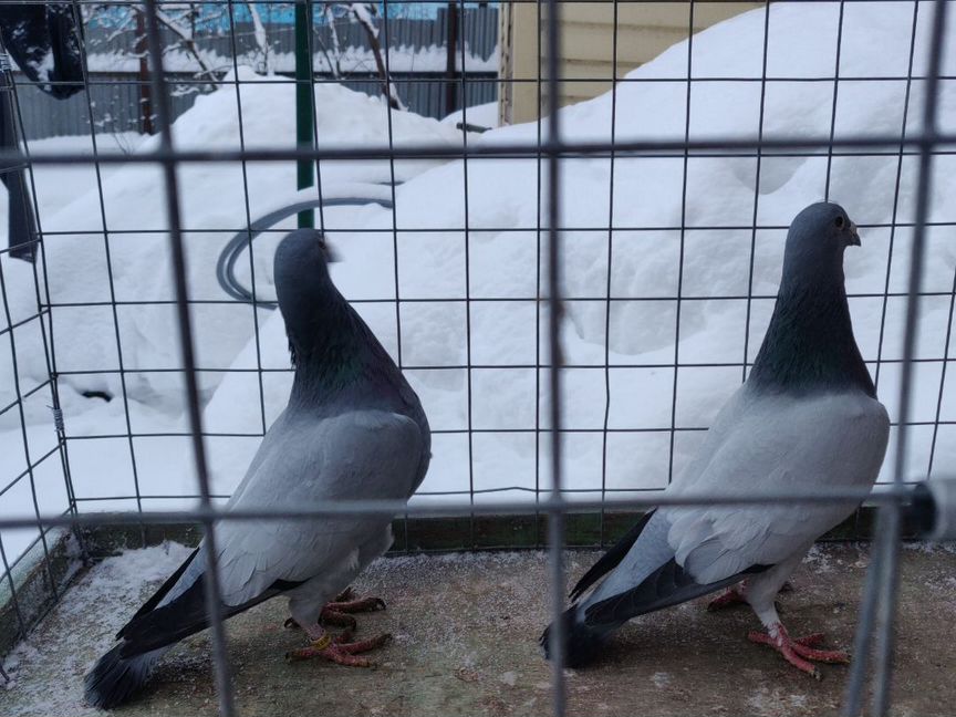 Голуби. Беспоясые