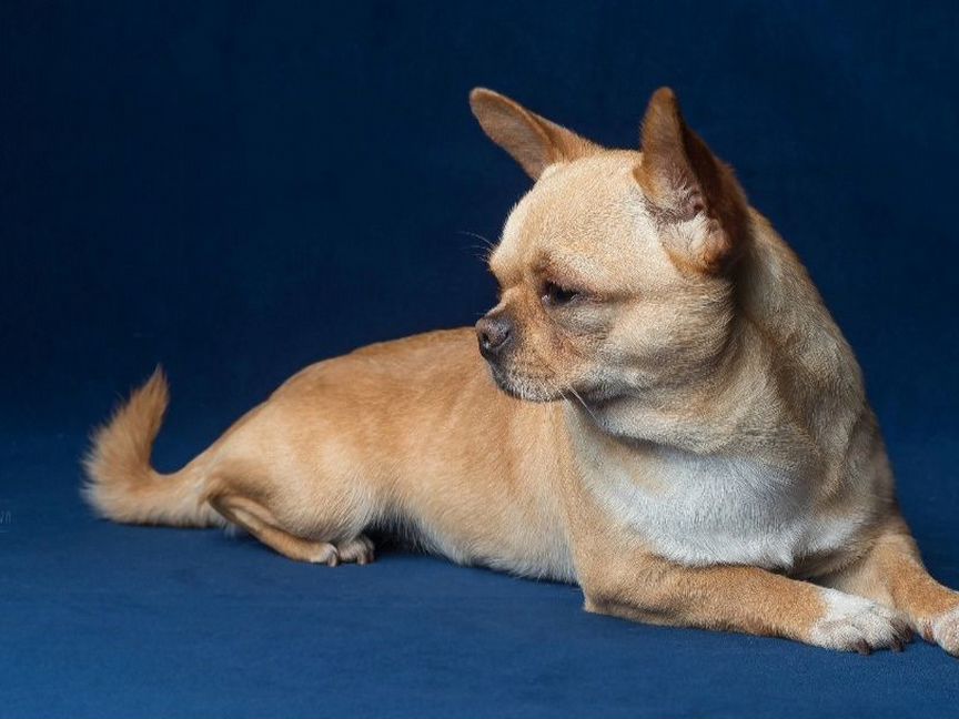 Чихуахуа вязка