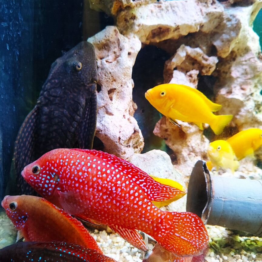 Аквариум с рыбками