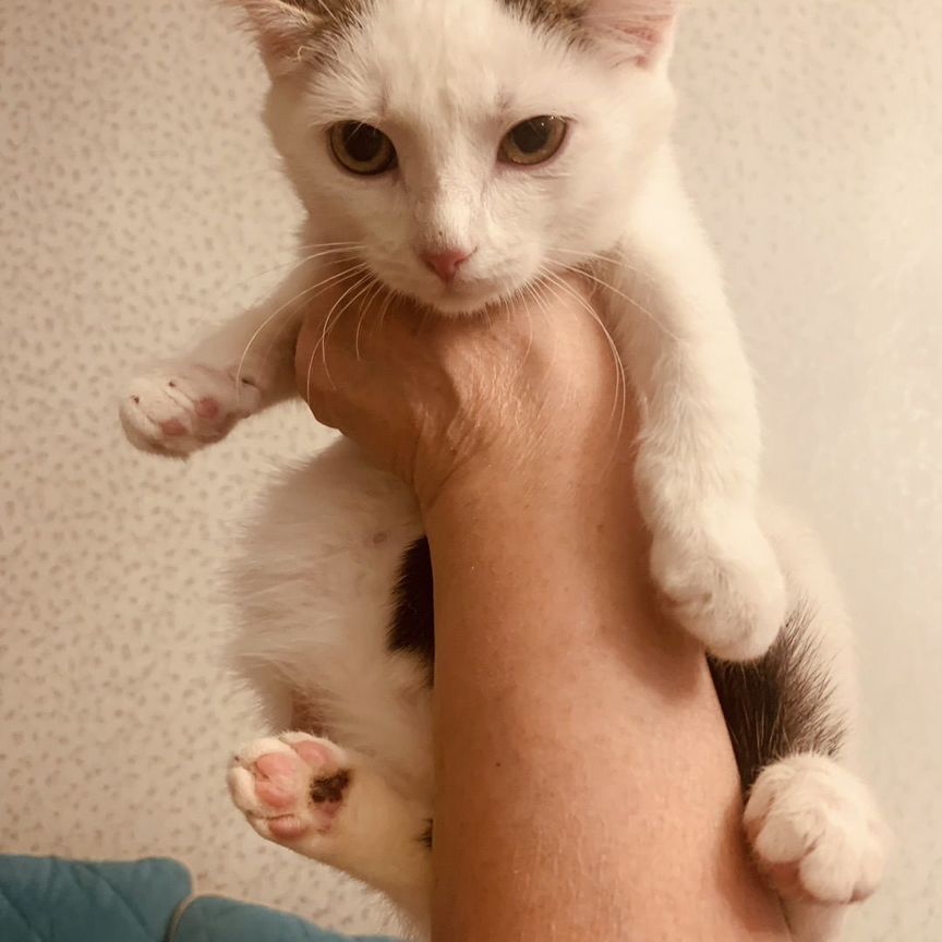 Подброшенный котенок ищет семью