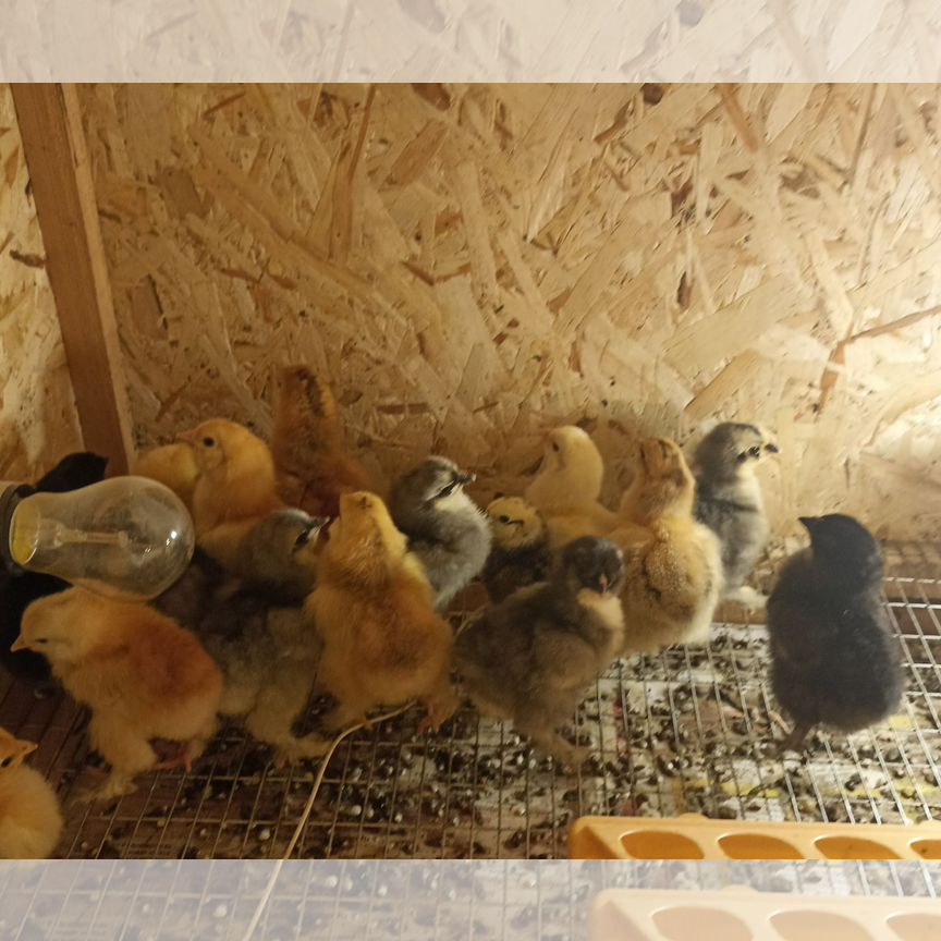Цыплята несушки