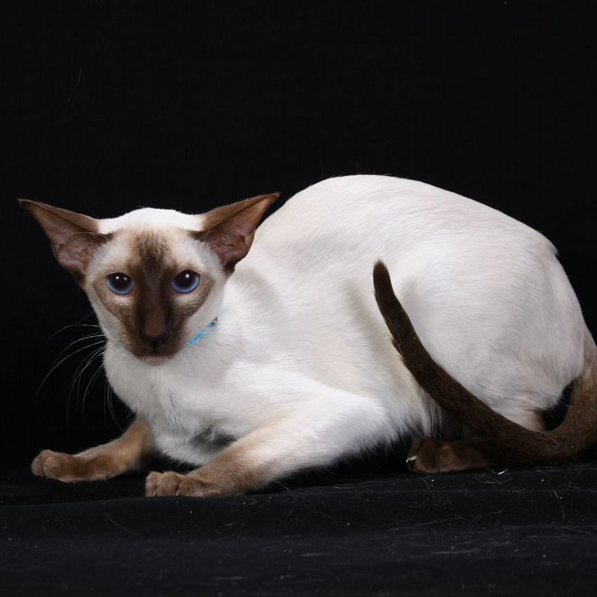 Ориенталочка