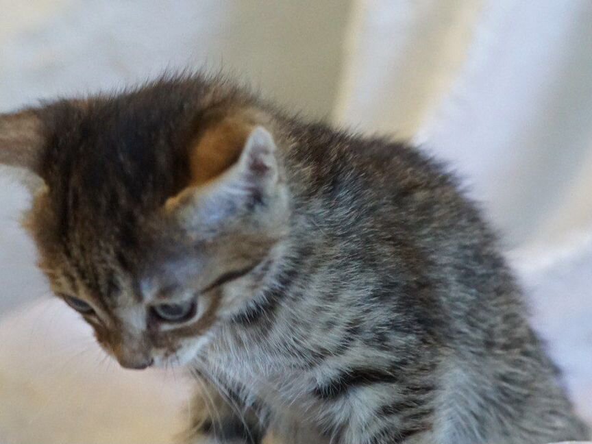 Отдам котенка в добрые руки