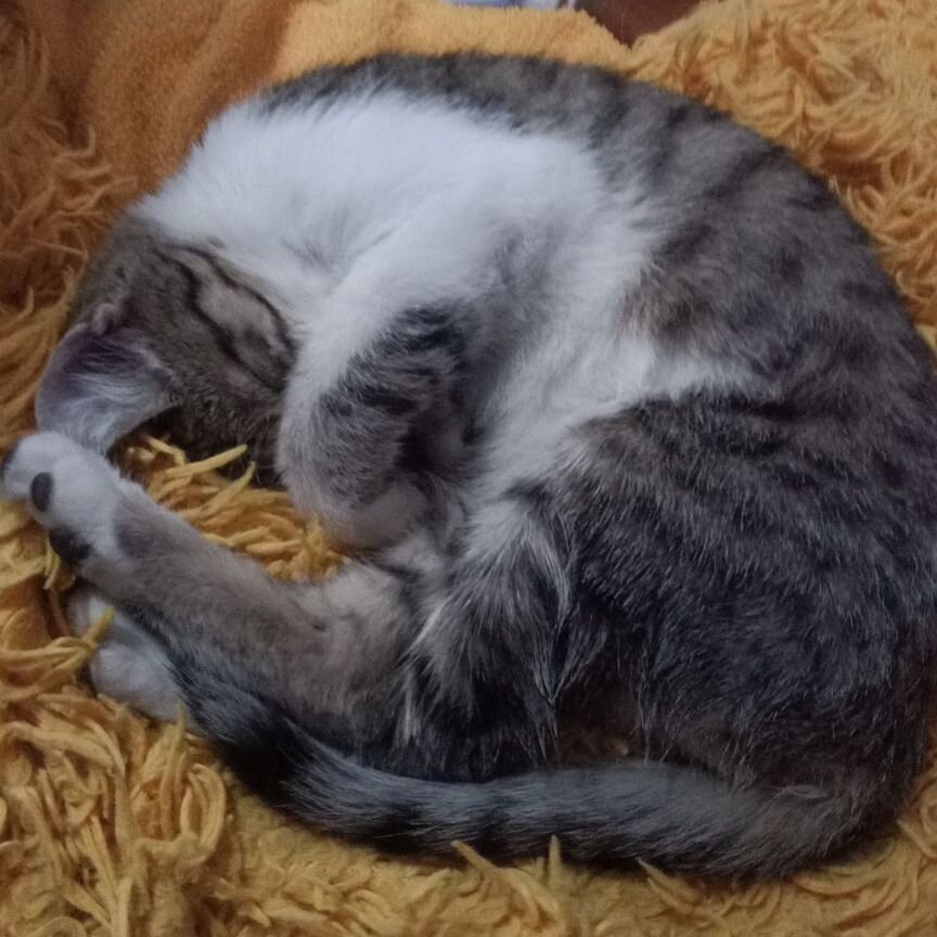 Котёнок в добрые руки