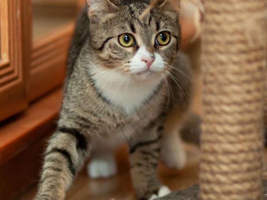 Кошка Фрося 5 мес