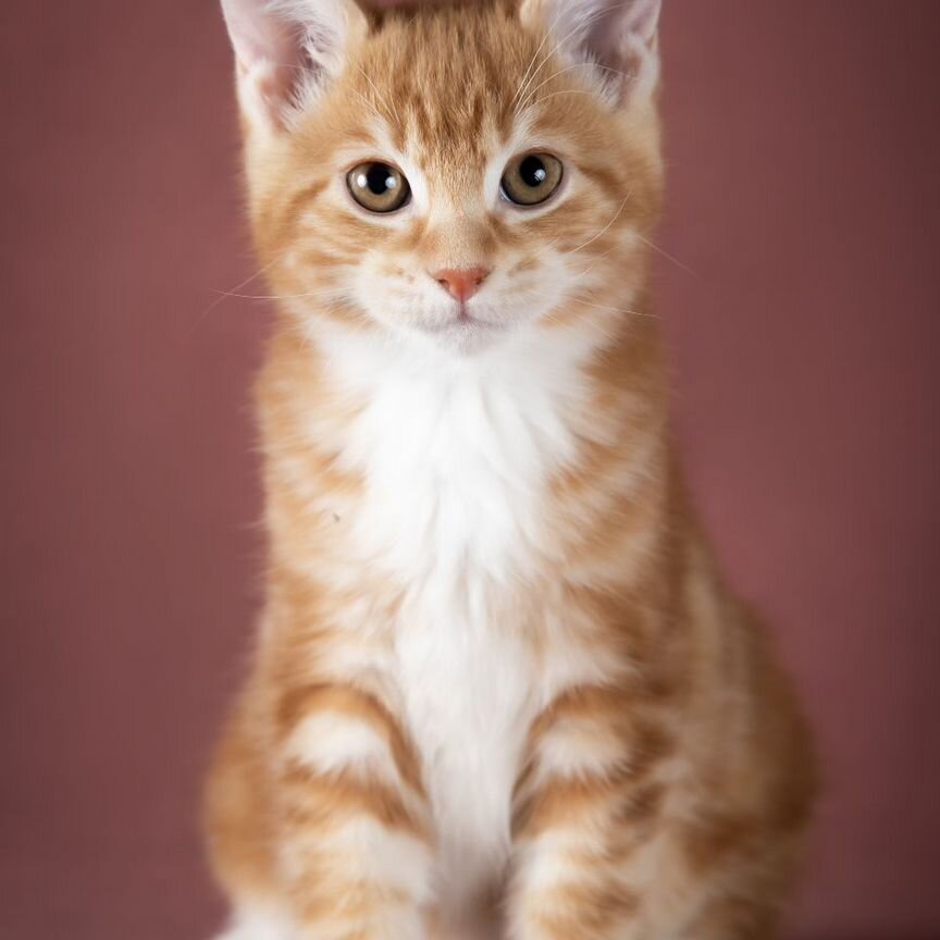 Солнечный котенок