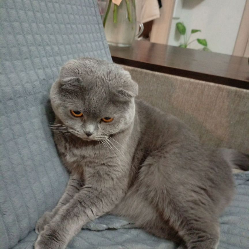 Шотландская