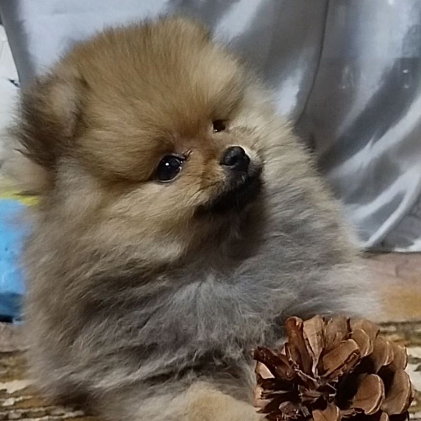 Померанский шпиц, щенок