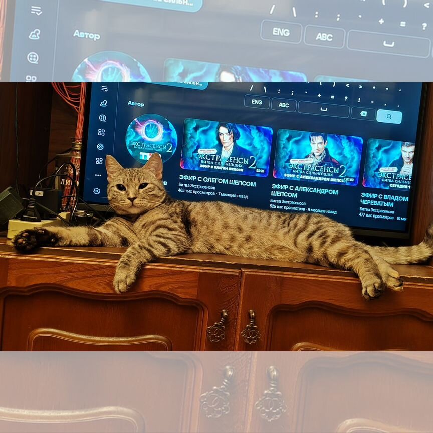 Азиатская табби, взрослая кошка