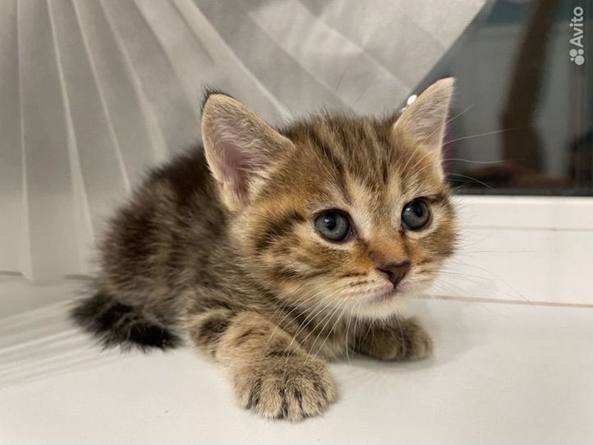 Шотладские прямоухие котята