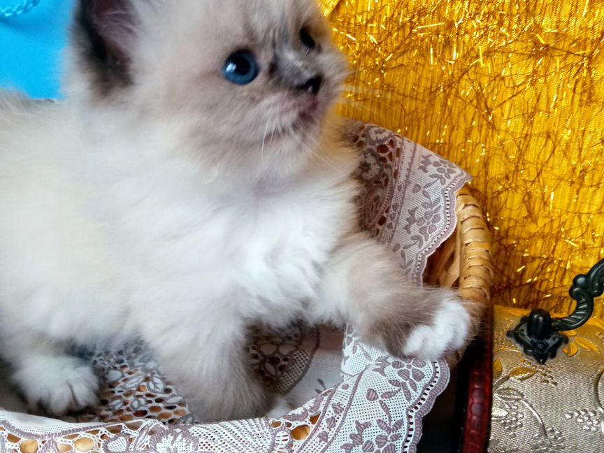 Невские маскарадные котята