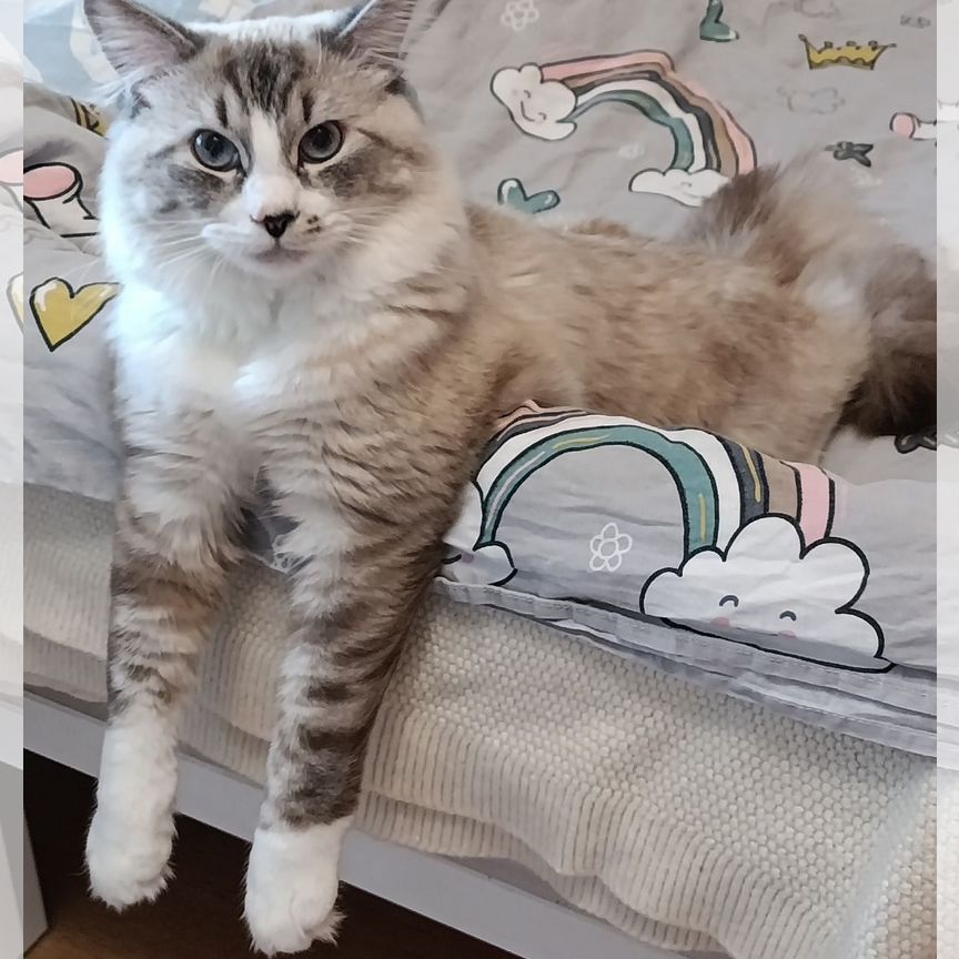 Котята регдолл