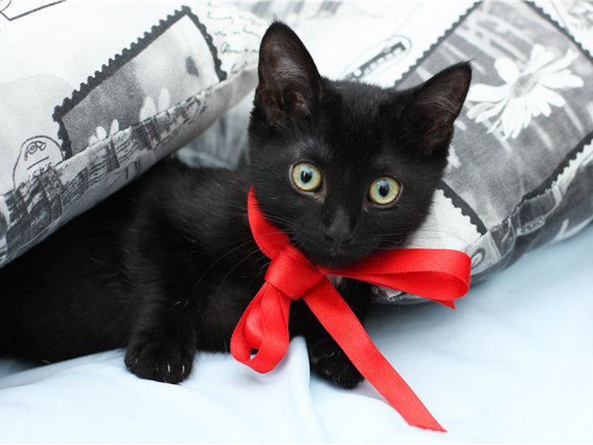 Красавец мальчишка