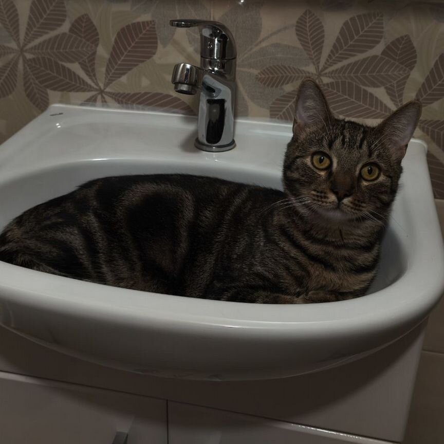 Отдаем котика 1 годик