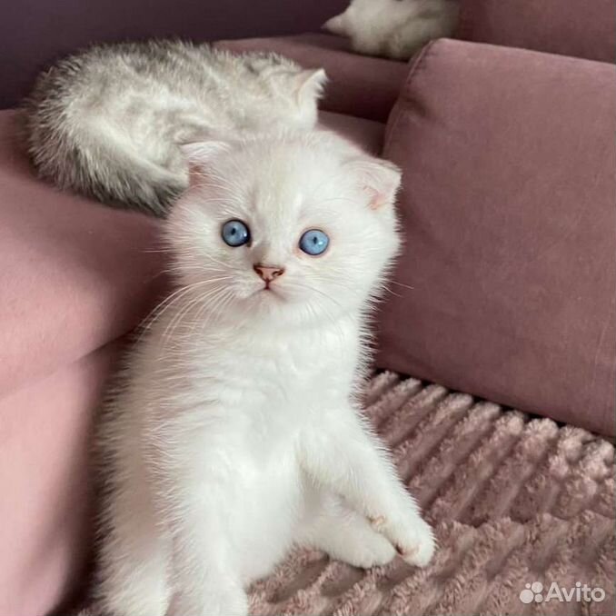 Серебристая шиншилла колор-поинт