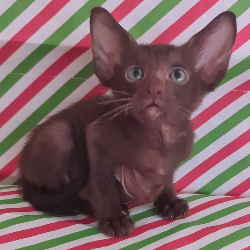 Ориентальный парень и девчуля