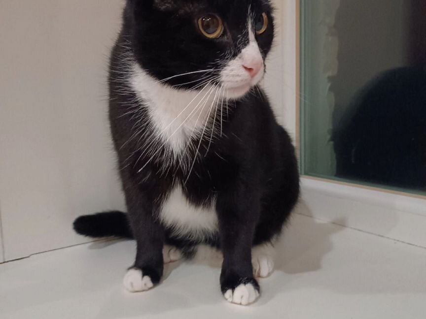 Котику нужен дом