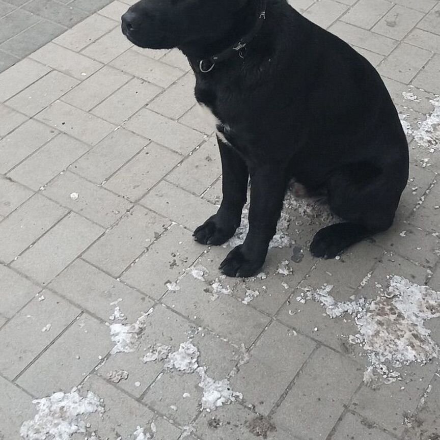 Отдам бесплатно собаку