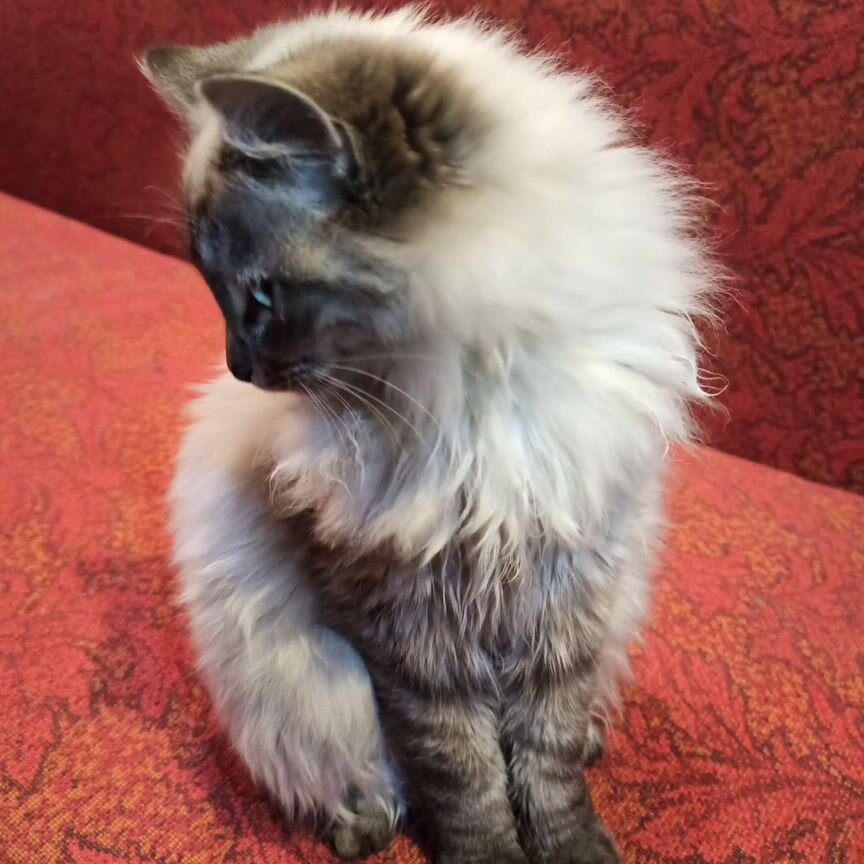 Котенок мальчик