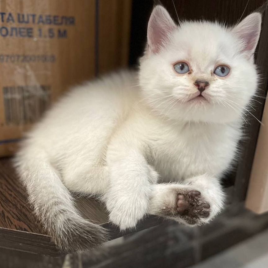 Шотландский прямоухий короткошёрстный котёнок