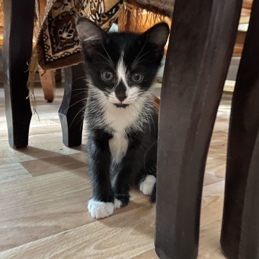 Котята бесплатно