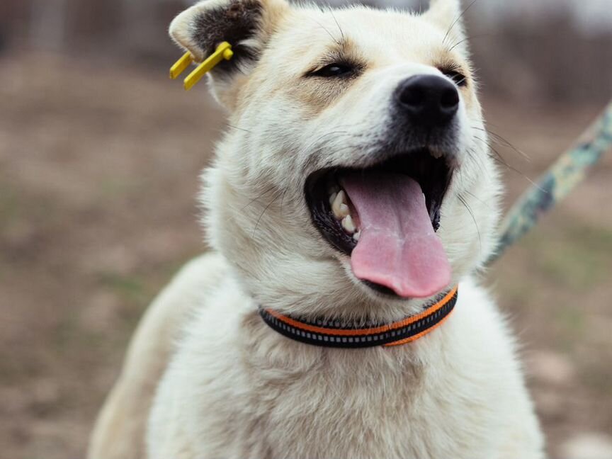 Собака в дар, ищу семью для замечательной Зоси
