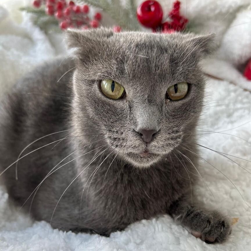 Голубая вислоухая кошка