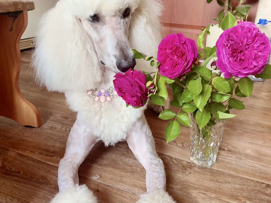 Королевский пудель вязка