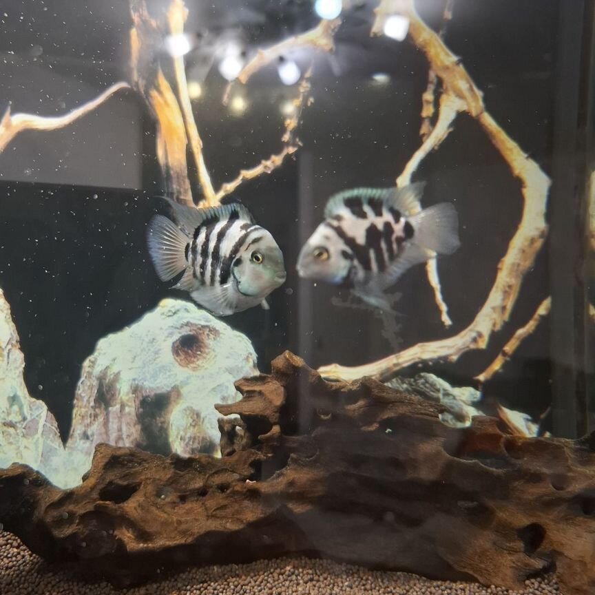 Отдам бесплатно