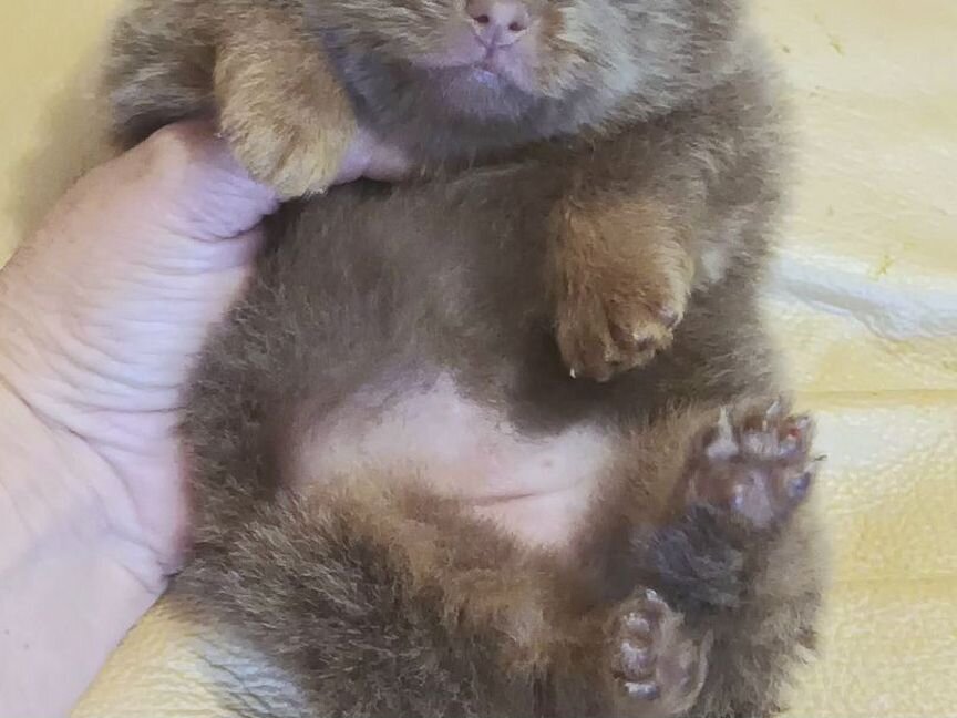 Красотка лиловая с подпалом