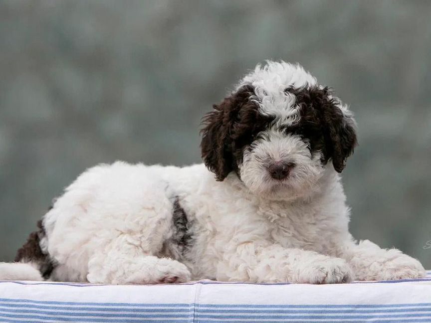 Испанская водяная собака щенки