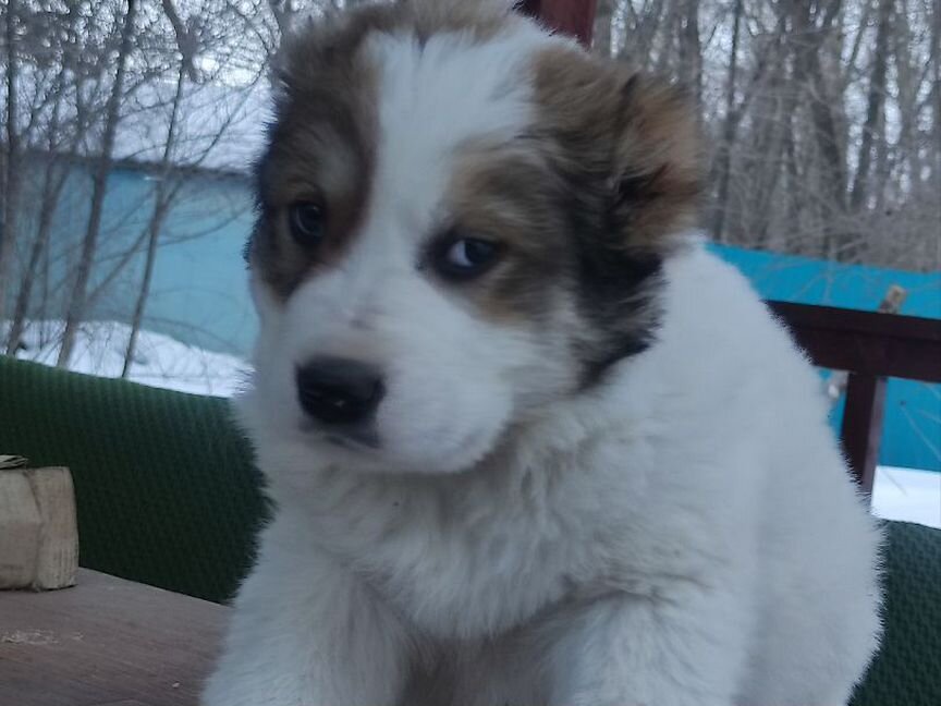 Среднеазиатская овчарка алабай щенки