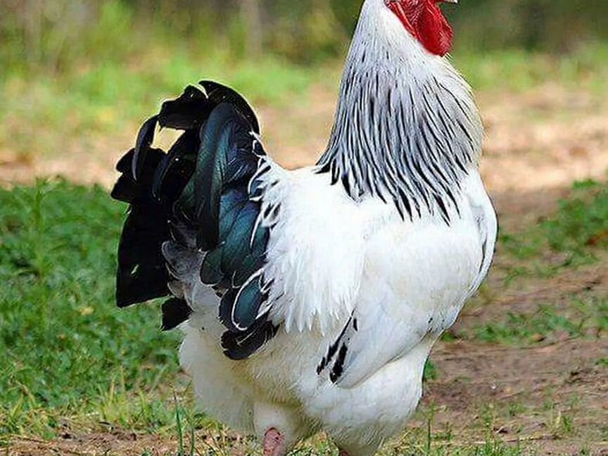 Петух Адлерский