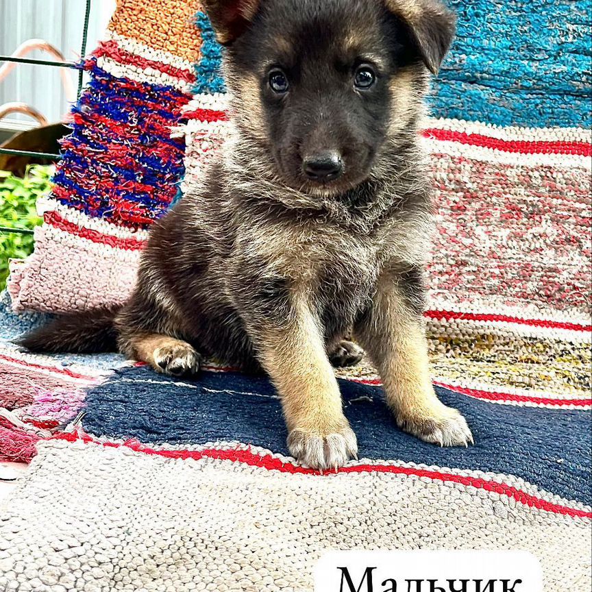 Щенки западно сибирской Лайки