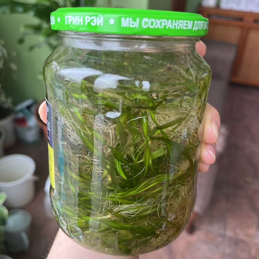 Аквариумные растения валиснерия