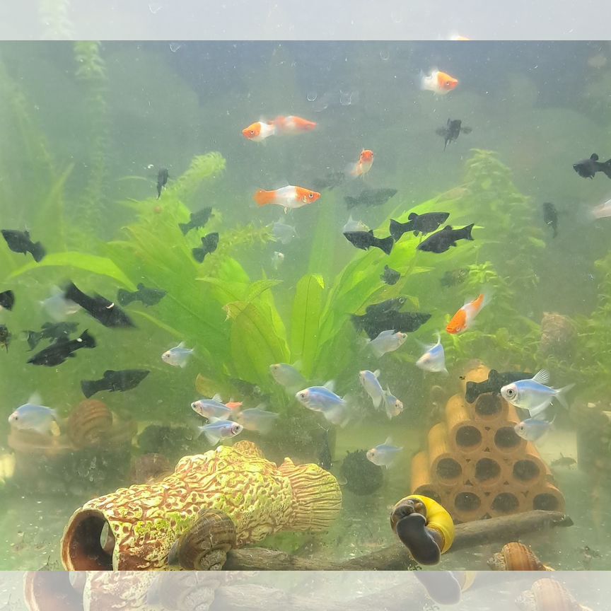 Меченосцы кои,молинезии черные,тернеции,коридорасы