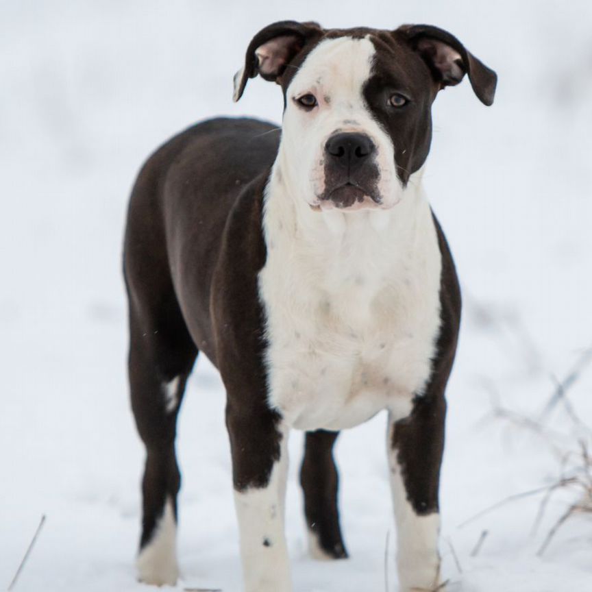 Американский стаффордширский терьер, щенок