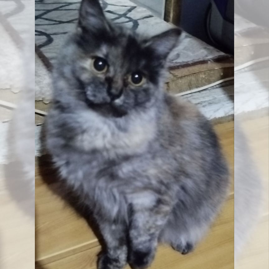 Невский маскарадный котёнок