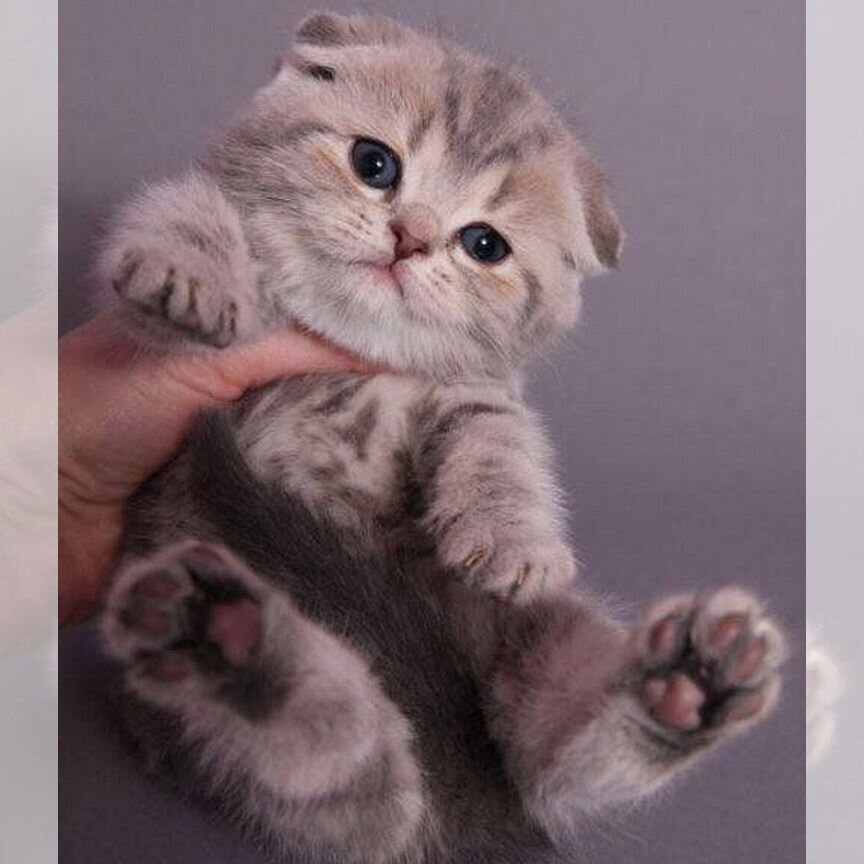 Шотландские-плюшки