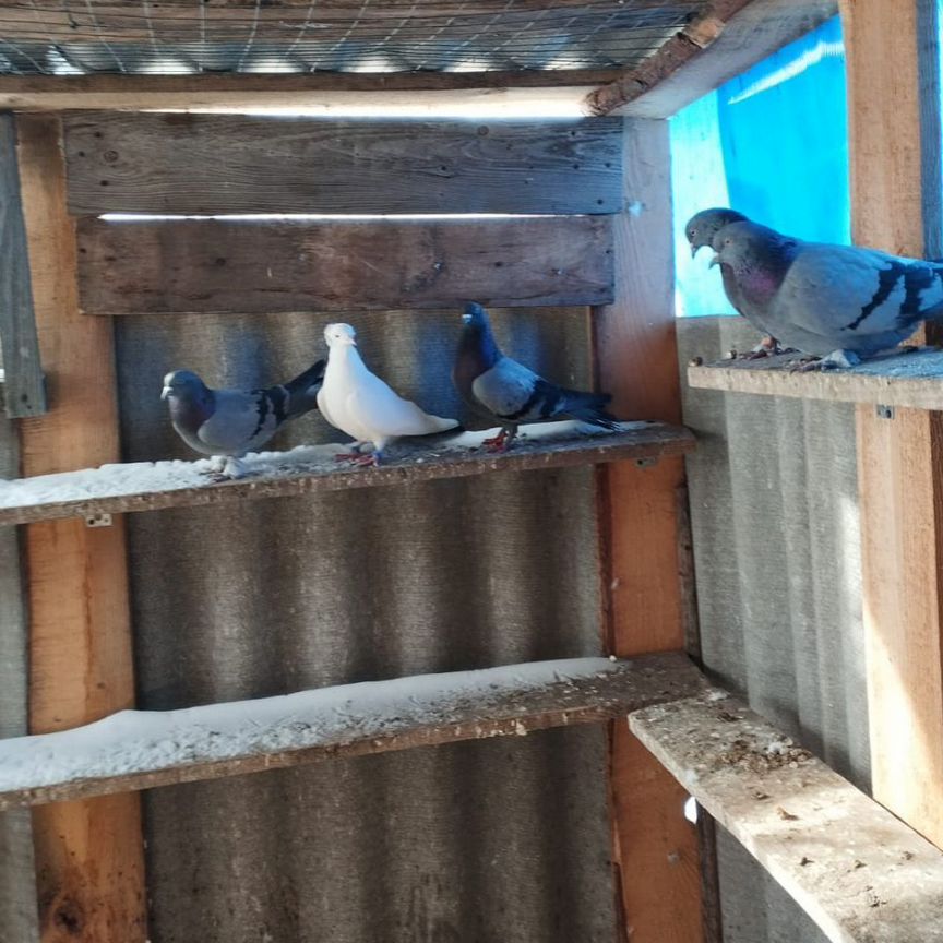 Продажа голубей